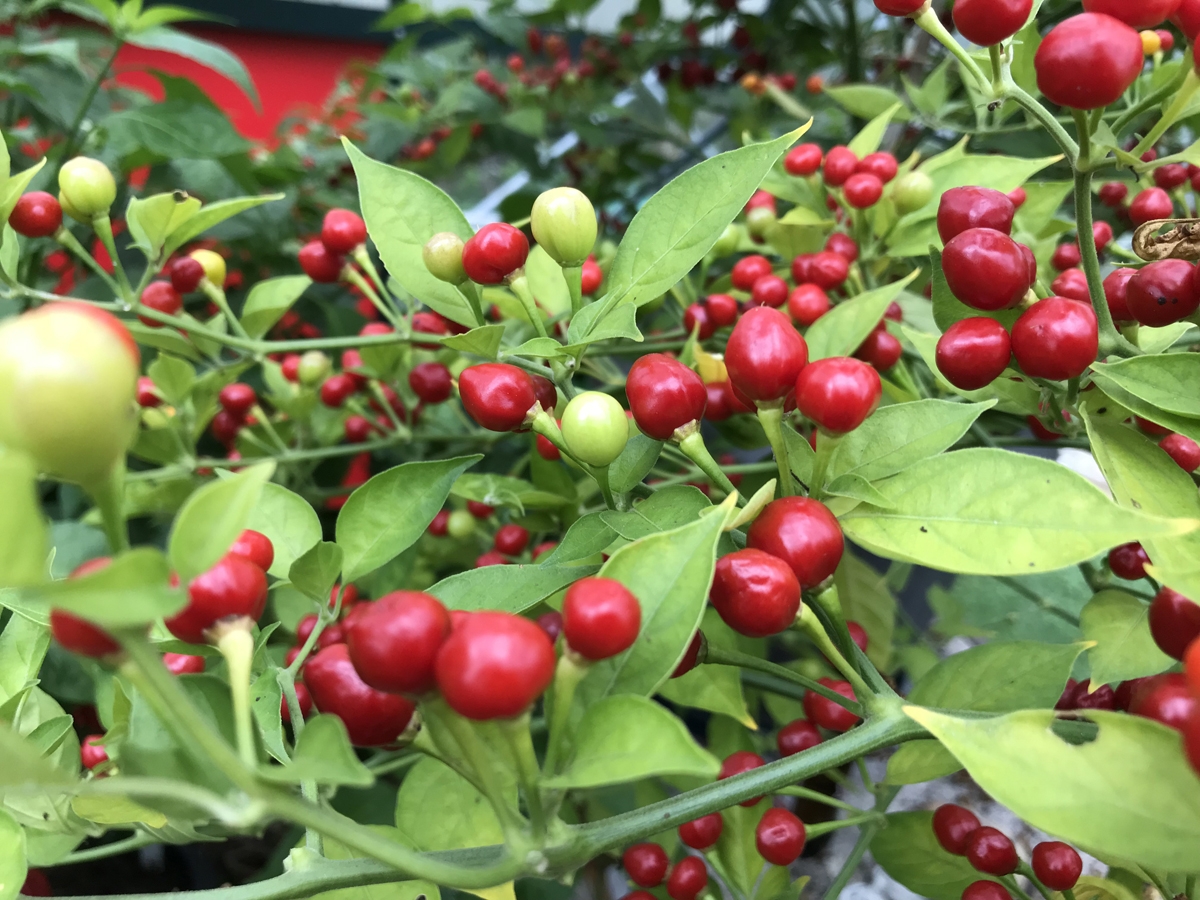 AJI CHARAPITA – Chilisepp